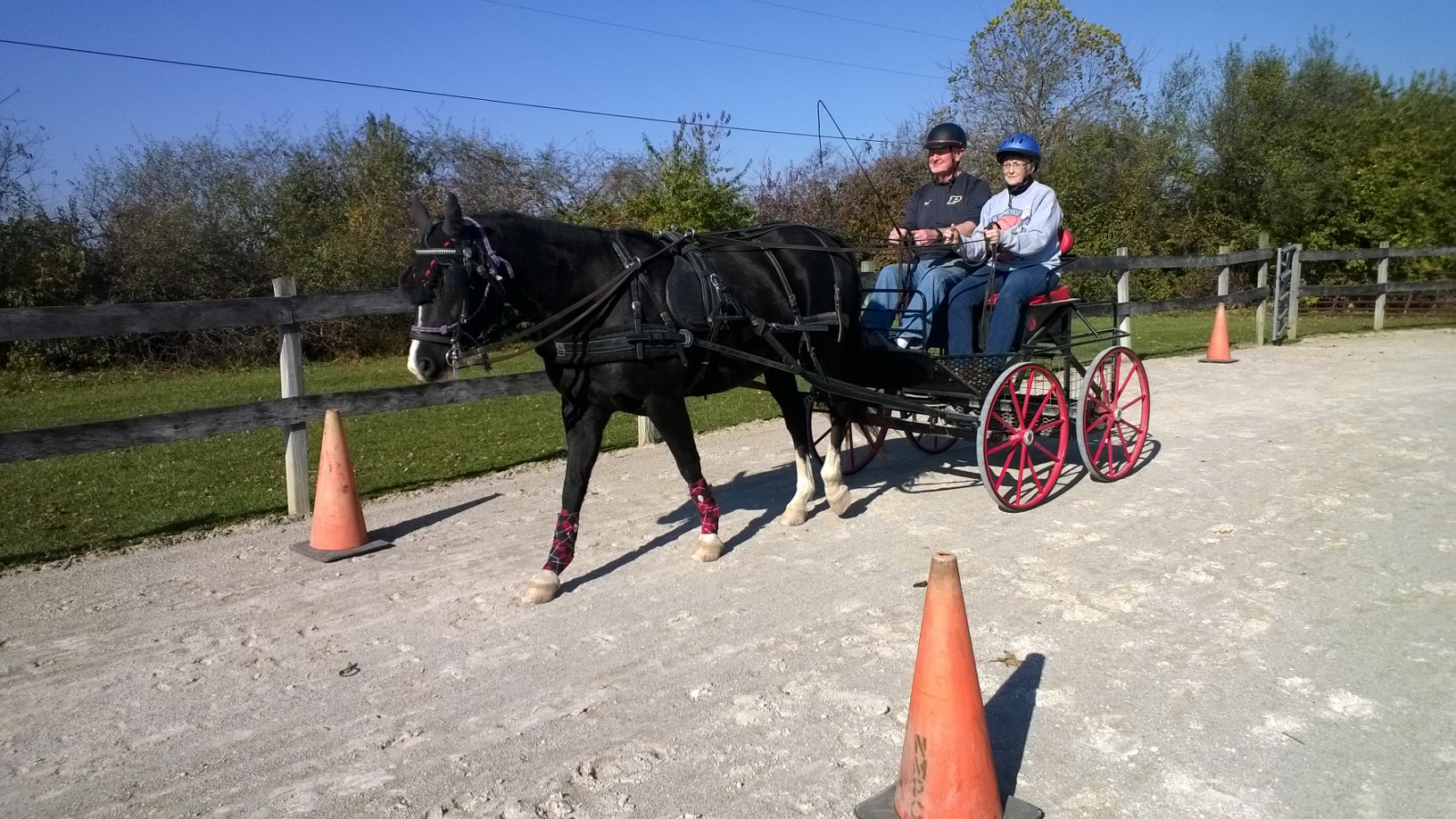 Recovering from Alcohol and Drug Abuse with the Help of Carriage Ponies