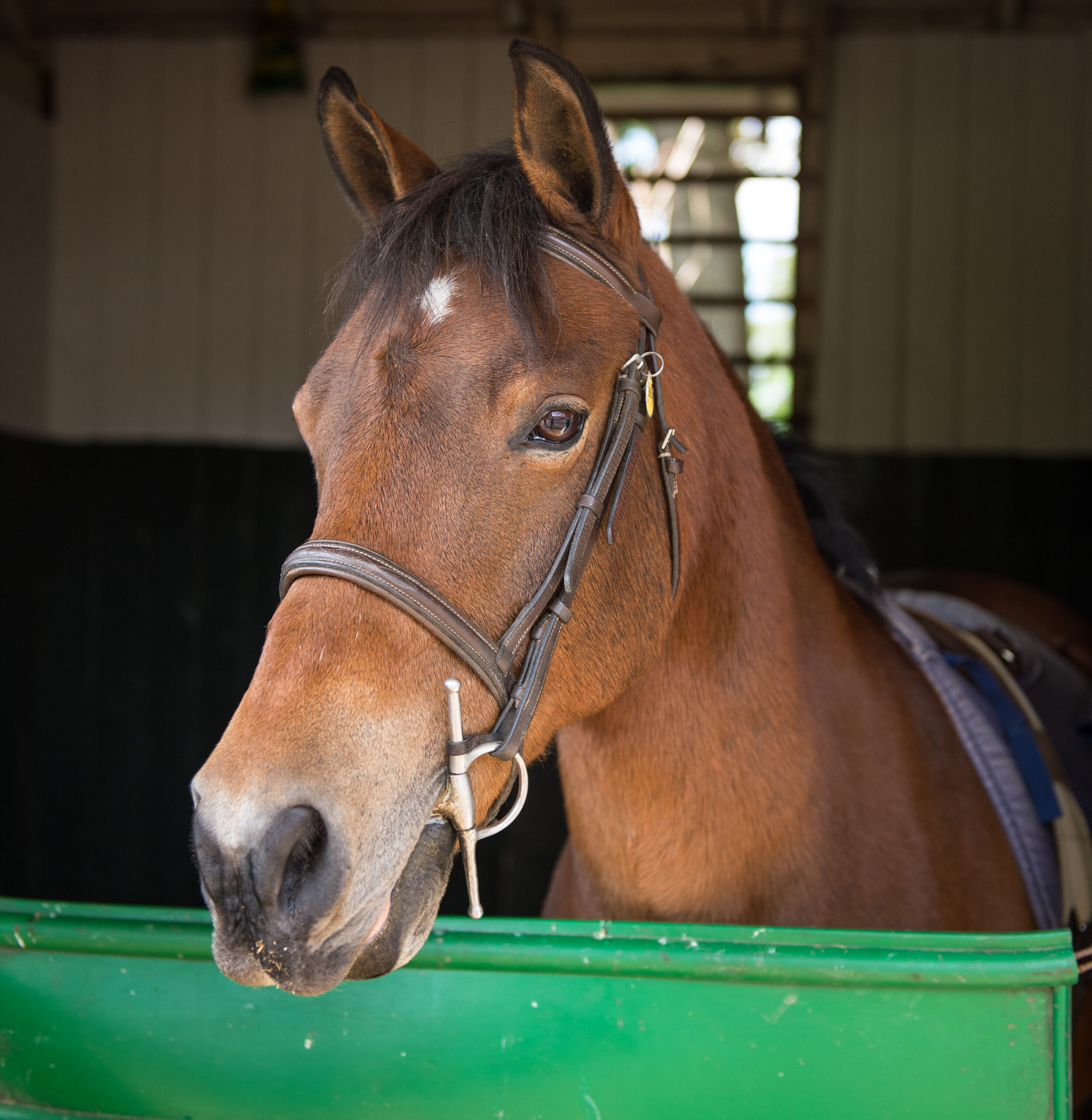 Therapy Horse of the Week: Bear - Hope in the Saddle